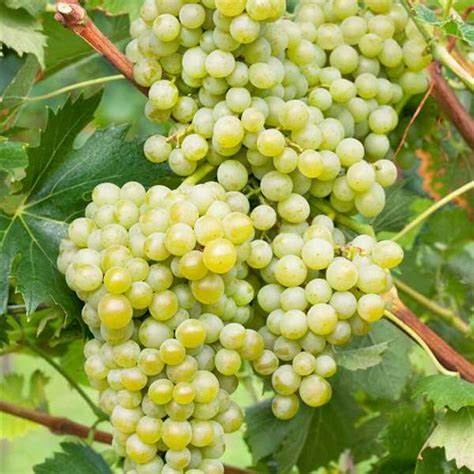 Winogrono MUSKAT ODESSKIJ • Cena, Opinie • Rośliny owocowe 17434504048 ...