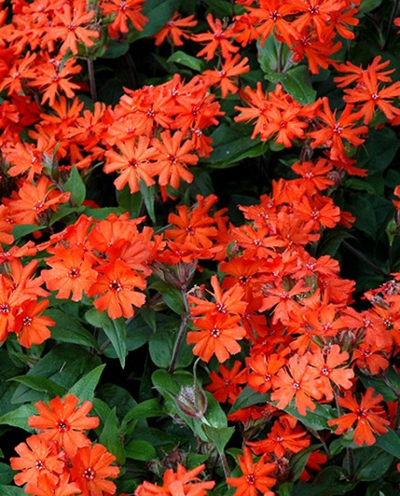 Firletka Omszona Sadzonka - Niska cena na Allegro.pl