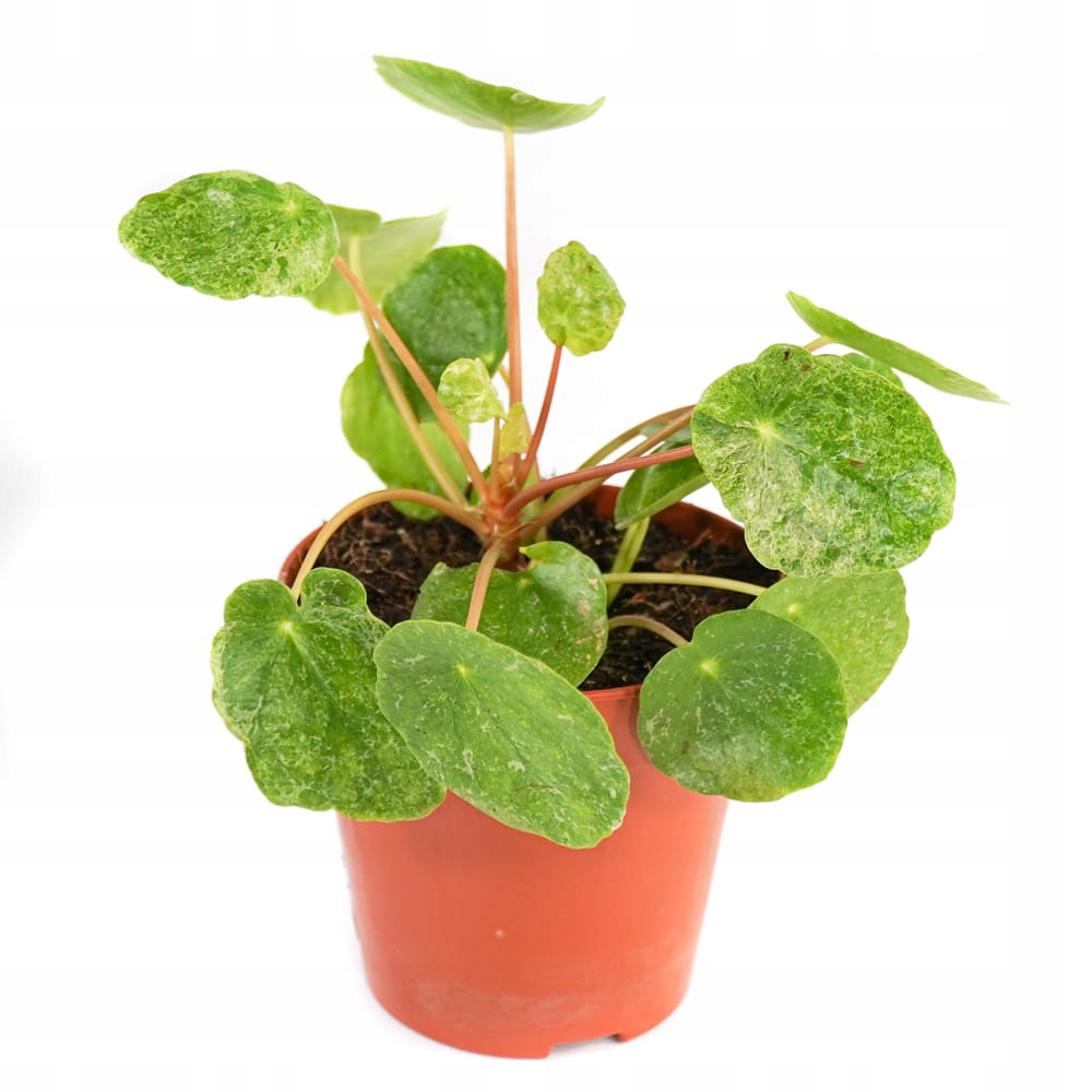 Pilea peperomioides 'Sugar' BIAŁE PLAMKI (5904433725385) • Cena, Opinie ...