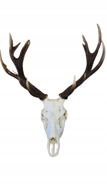 Poroże - Niska cena na Allegro.pl