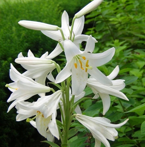 LILIA ŚW.JÓZEF 1 CEBULA GARDEN • Cena, Opinie • Bulwy, cebulki, kłącza ...