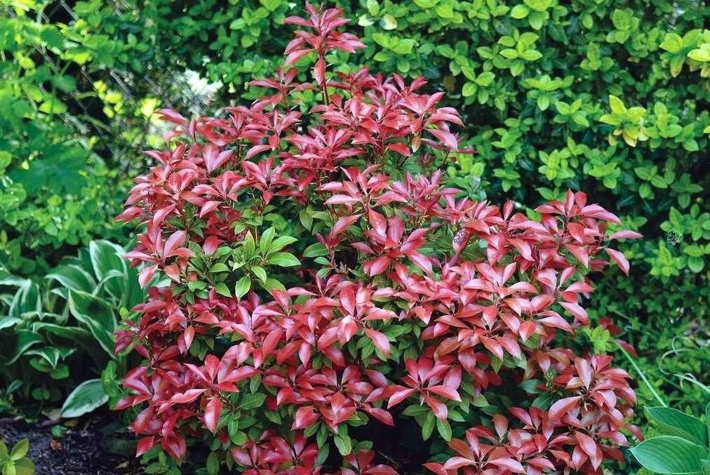 PIERIS JAPOŃSKI RED MILL PIĘKNY KRZEW OZDOBNY P (9464) • Cena, Opinie ...