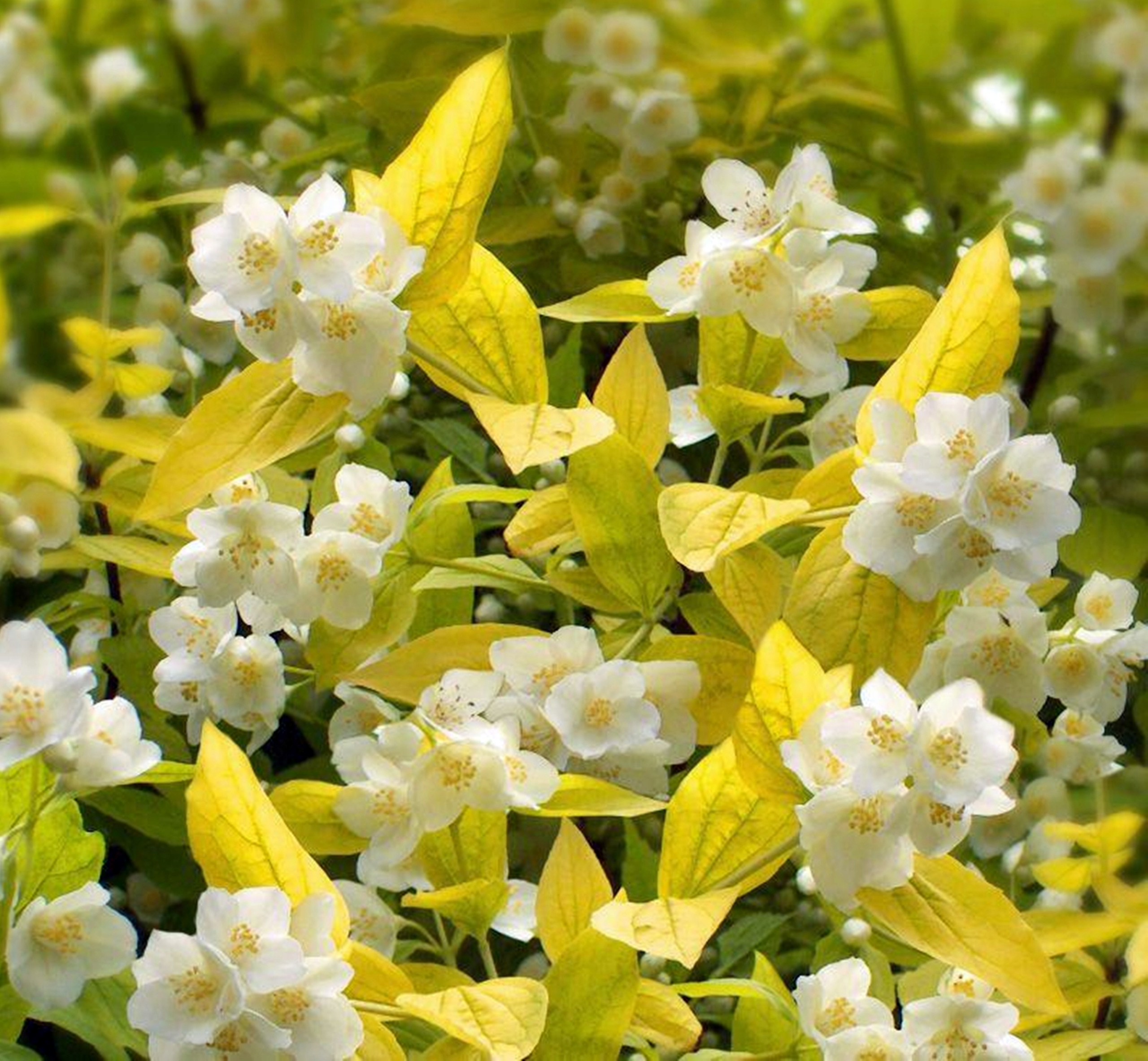 PHILADELPHUS CORONARIUS 'AUREUS' JAŚMINOWIEC WONNY (JAŚMINOWIEC) • Cena ...