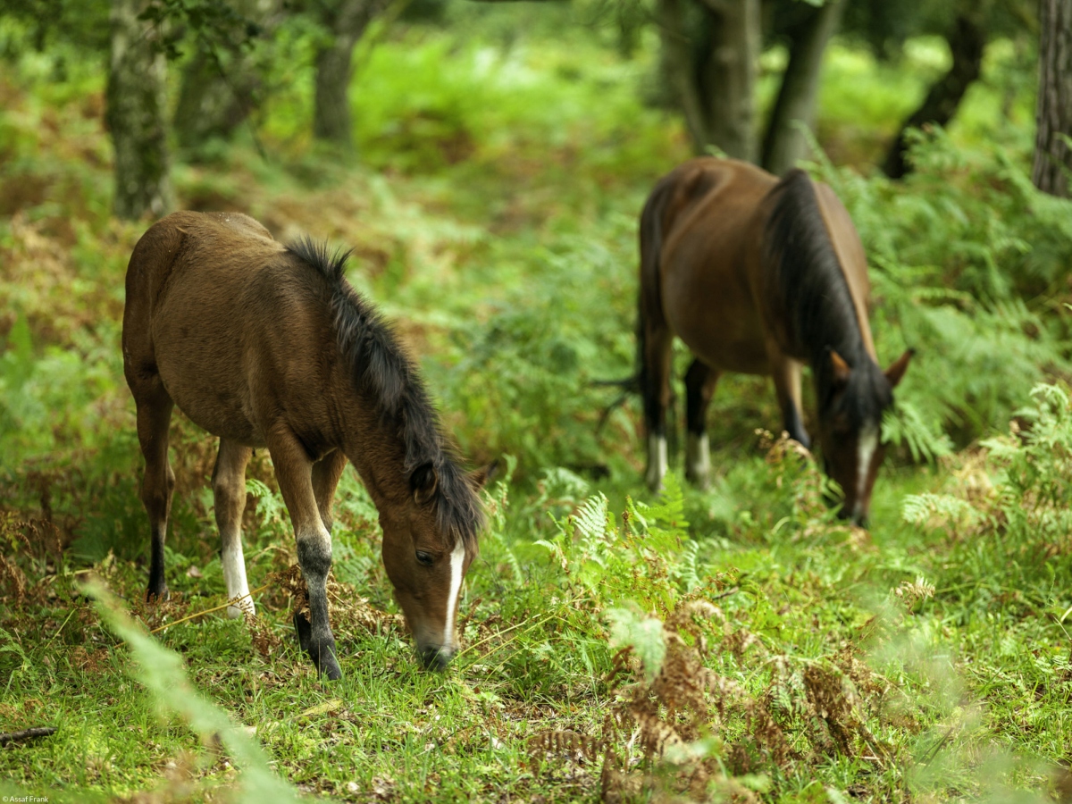Plagát 40x30cm Divoké kone, Assaf Frank za 11,31 € - Allegro