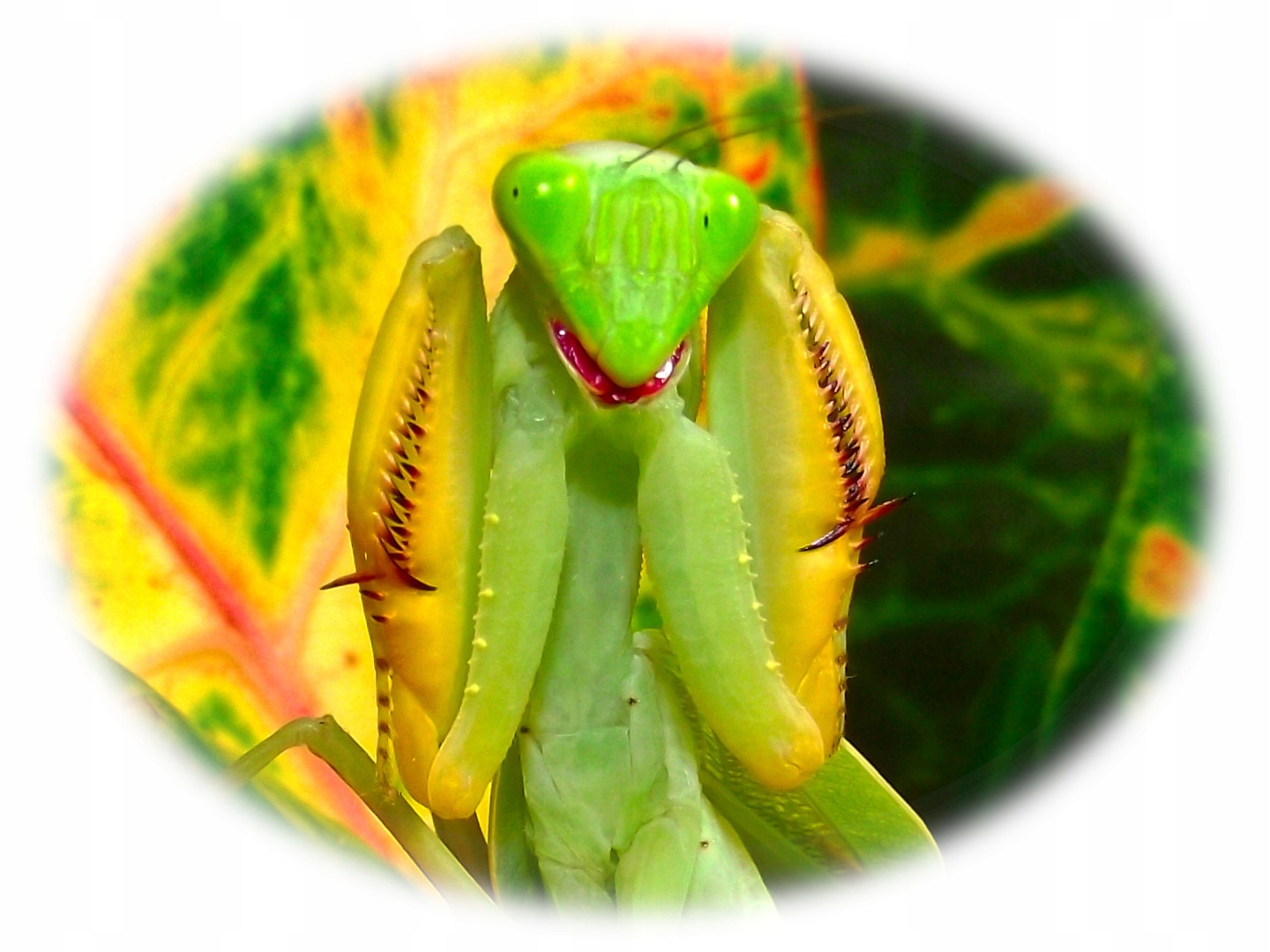 Modliszka Sphodromantis viridis młoda stadium L w opisie 14695070404 ...