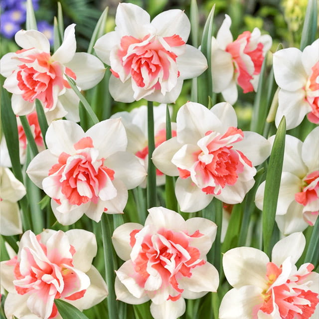 Narcyz pełny Replete 5 szt. cebulki cebule kwiaty (5907508406752 ...