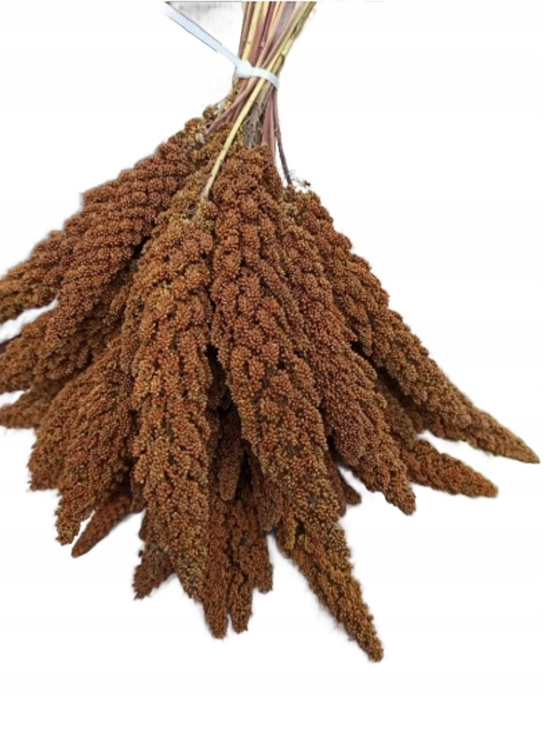 Senegalské proso červené v klasech 1kg za 184 Kč - Allegro