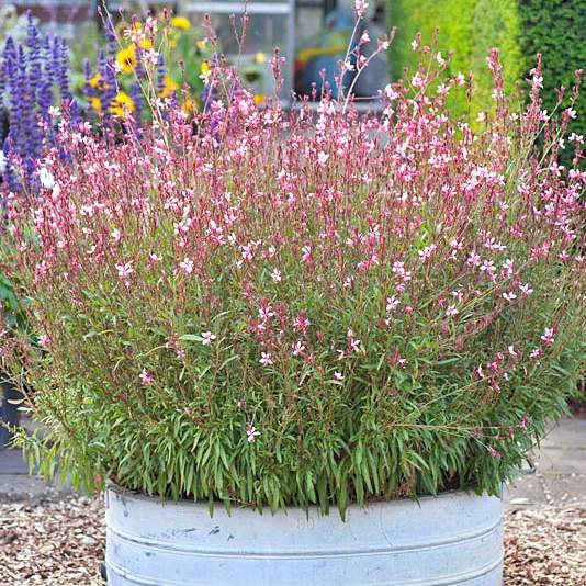 Gaura Różowa Kwitnie Poł - Byliny ozdobne - Największy wybór sadzonek i ...