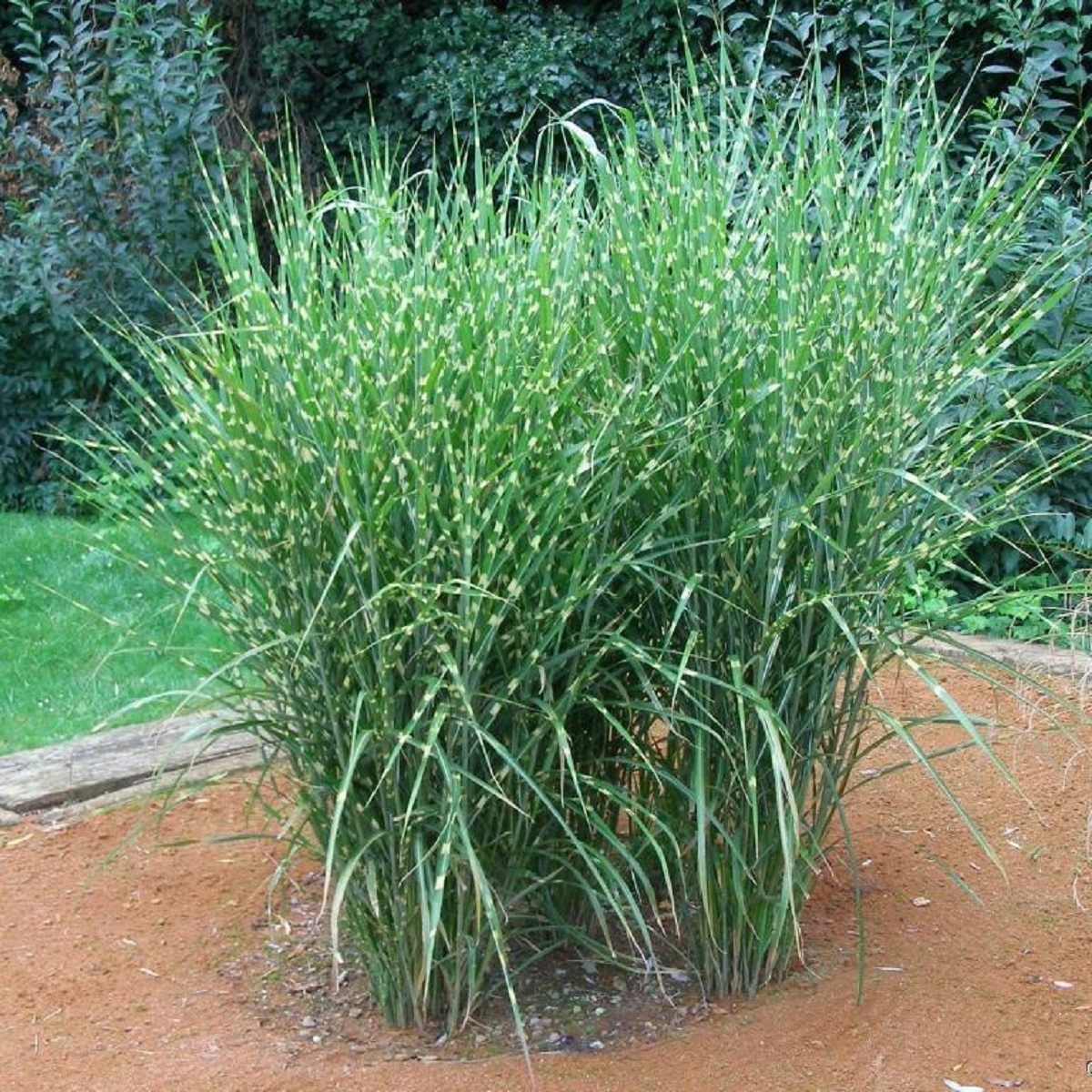 Miskant chiński Strictus TRAWA OZDOBNA sadzonka 13492799670 - Allegro.pl