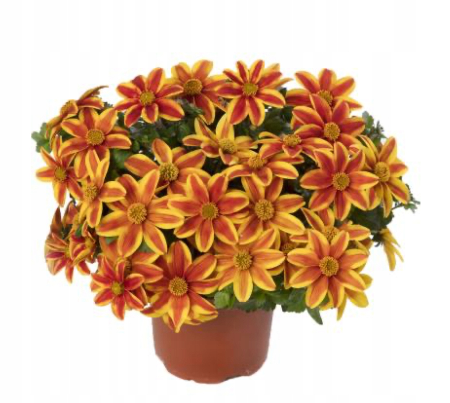 Uczep Bidens ferulifolia Brazen Samurai sadzonka w doniczce • Cena ...