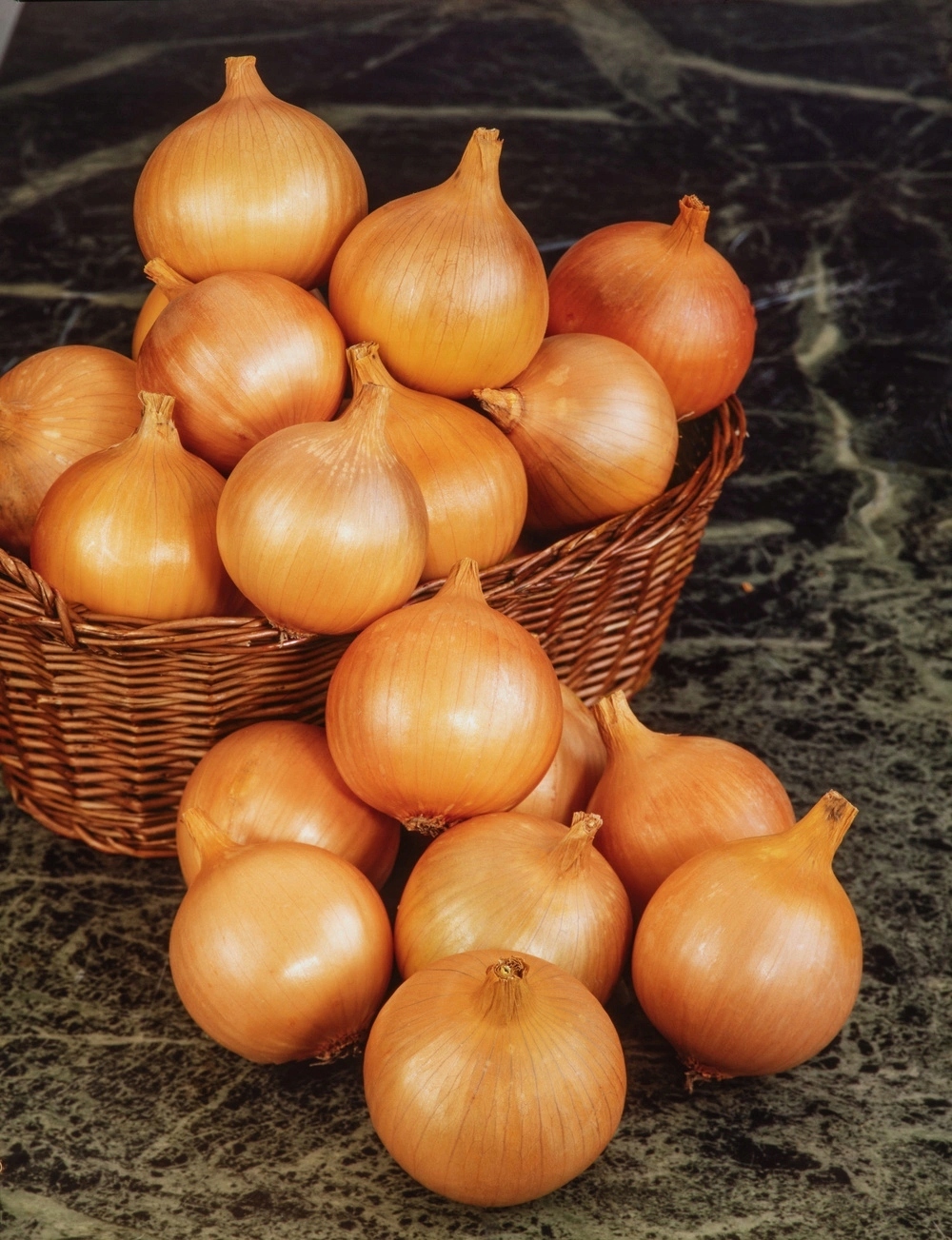 CEBULA DYMKA ZIMUJĄCA JESIENNA RADAR 500G IDEALNA NA SZCZYPIOREK ...