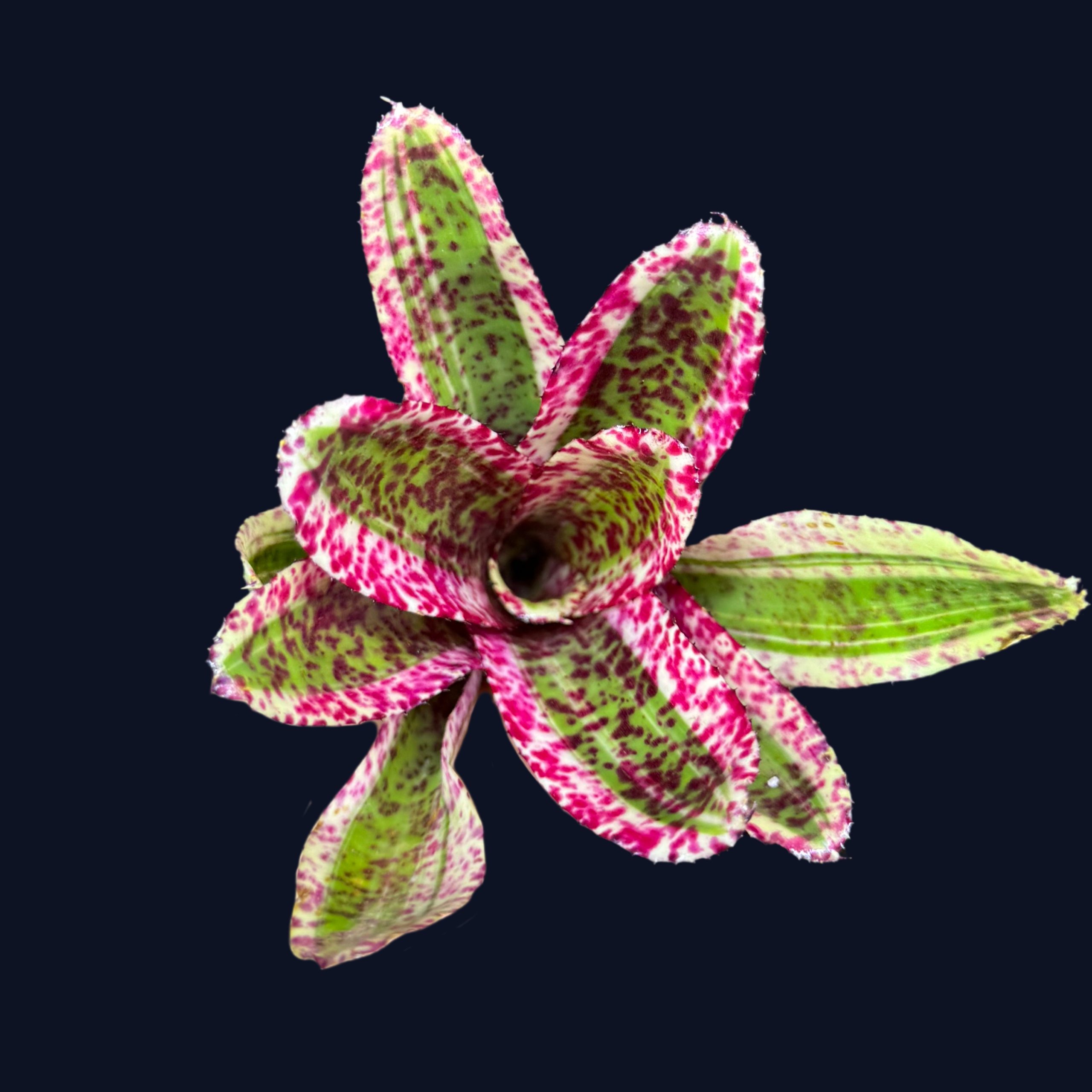 Neoregelia Heat Rash – rostlina do terária paludárium za 686.00CZK ...