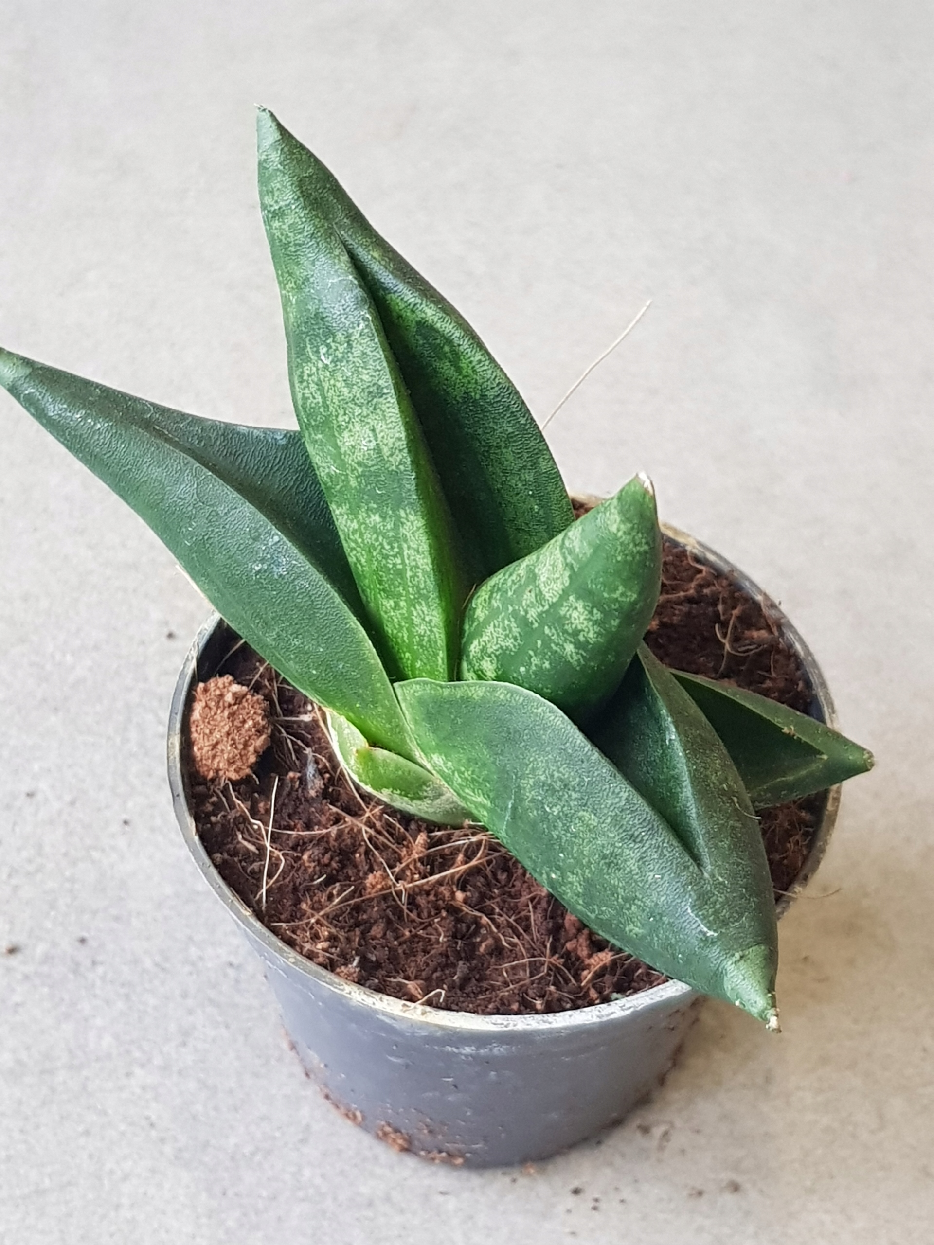 Sansevieria "Boncellensis" Sanseweria 13543329993 - Allegro.pl