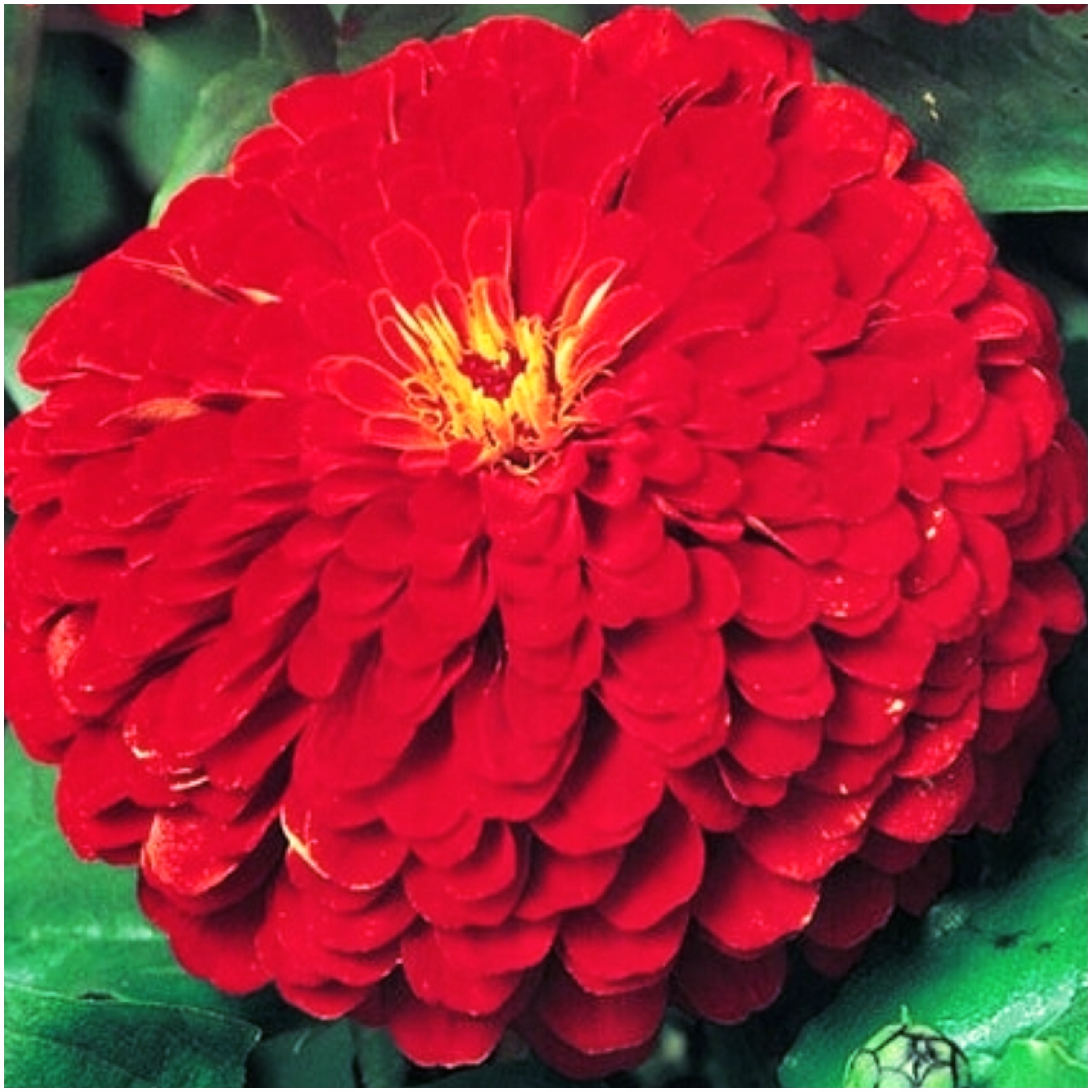 CYNIA DALIOWA czerwona piękne aksamitne kwiaty 1g (5907595500494 ...