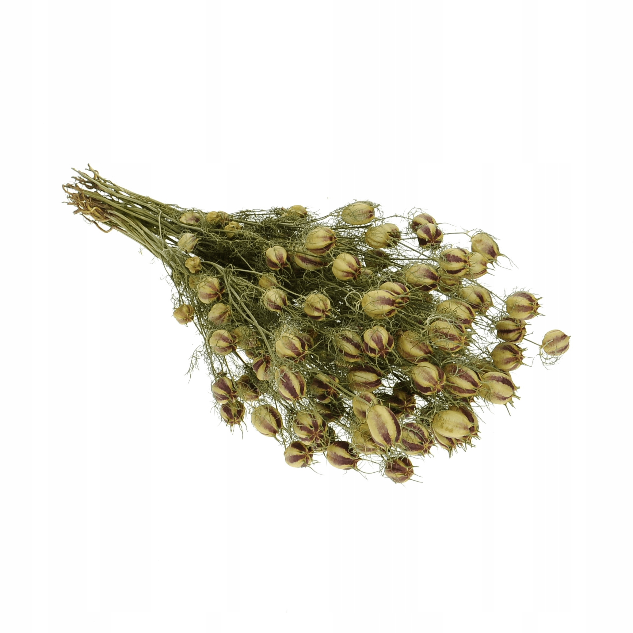 Suszona czarnuszka damasceńska, Nigella, bukiet (NIG-080) • Cena ... Suszona czarnuszka damasceńska, Nigella, bukiet (NIG-080) • Cena ...