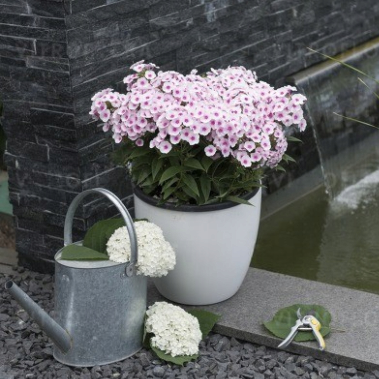 Floks różowy sadzonka w pojemniku 2-3l • Cena, Opinie • Byliny ozdobne ...