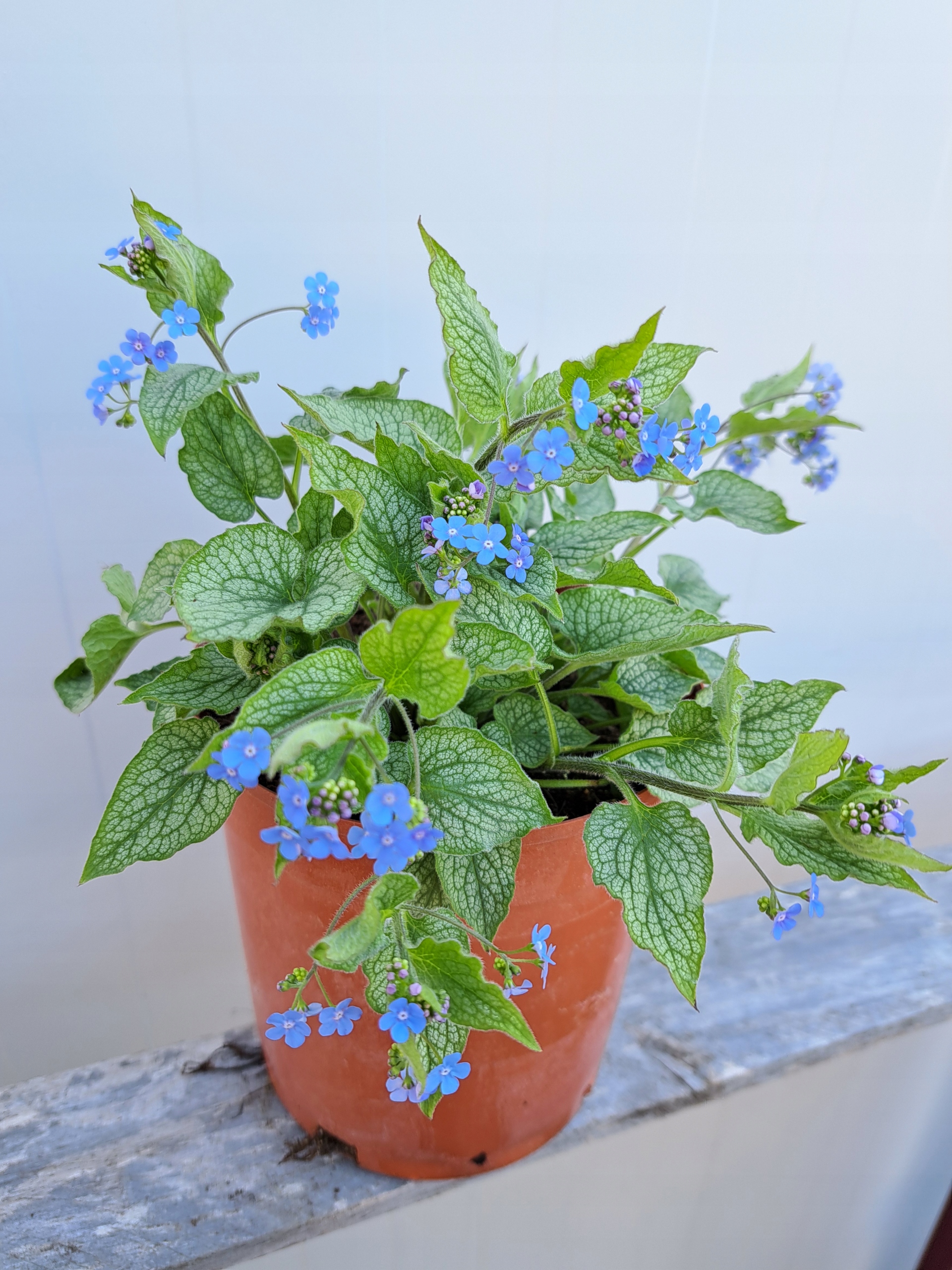 Brunnera wielkolistna 'Alexander's Great' - Brunnera macrophylla (C2 ...