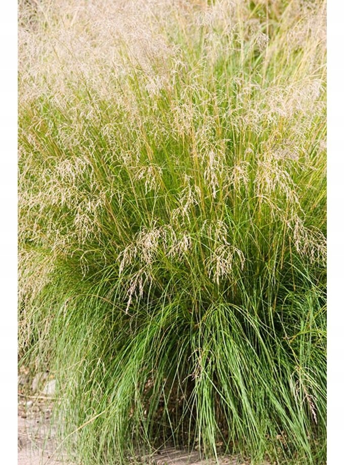 NASIONA Trawa ozdobna MIŁKA ZAKRZYWIONA • Cena, Opinie • Rośliny ...