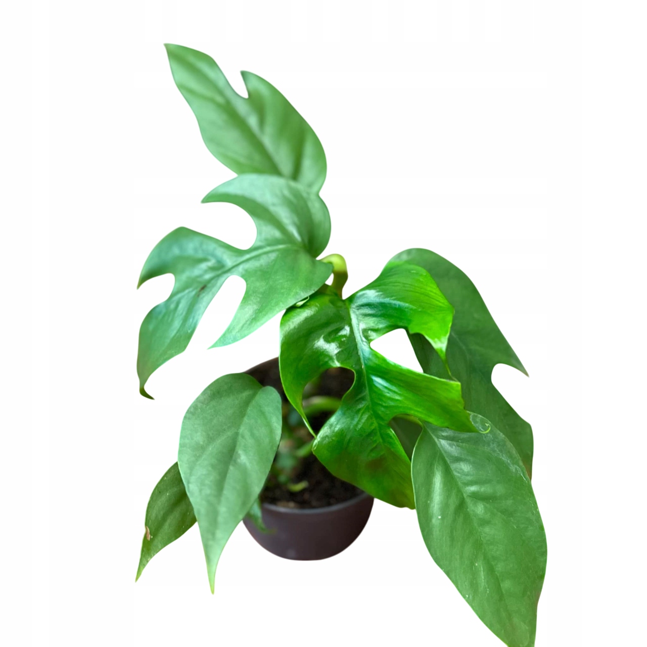 Monstera minima rhaphidophora tetrasperma DØ12cm • Cena, Opinie ...