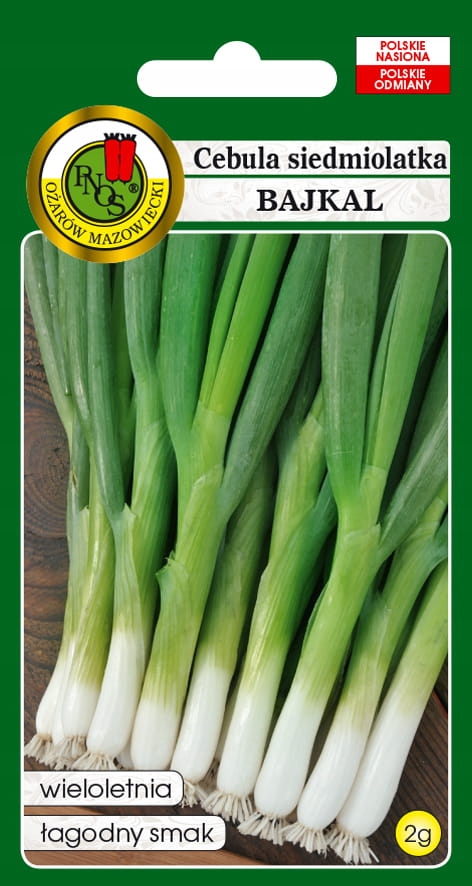 Cebula na Szczypior - Niska cena na Allegro.pl