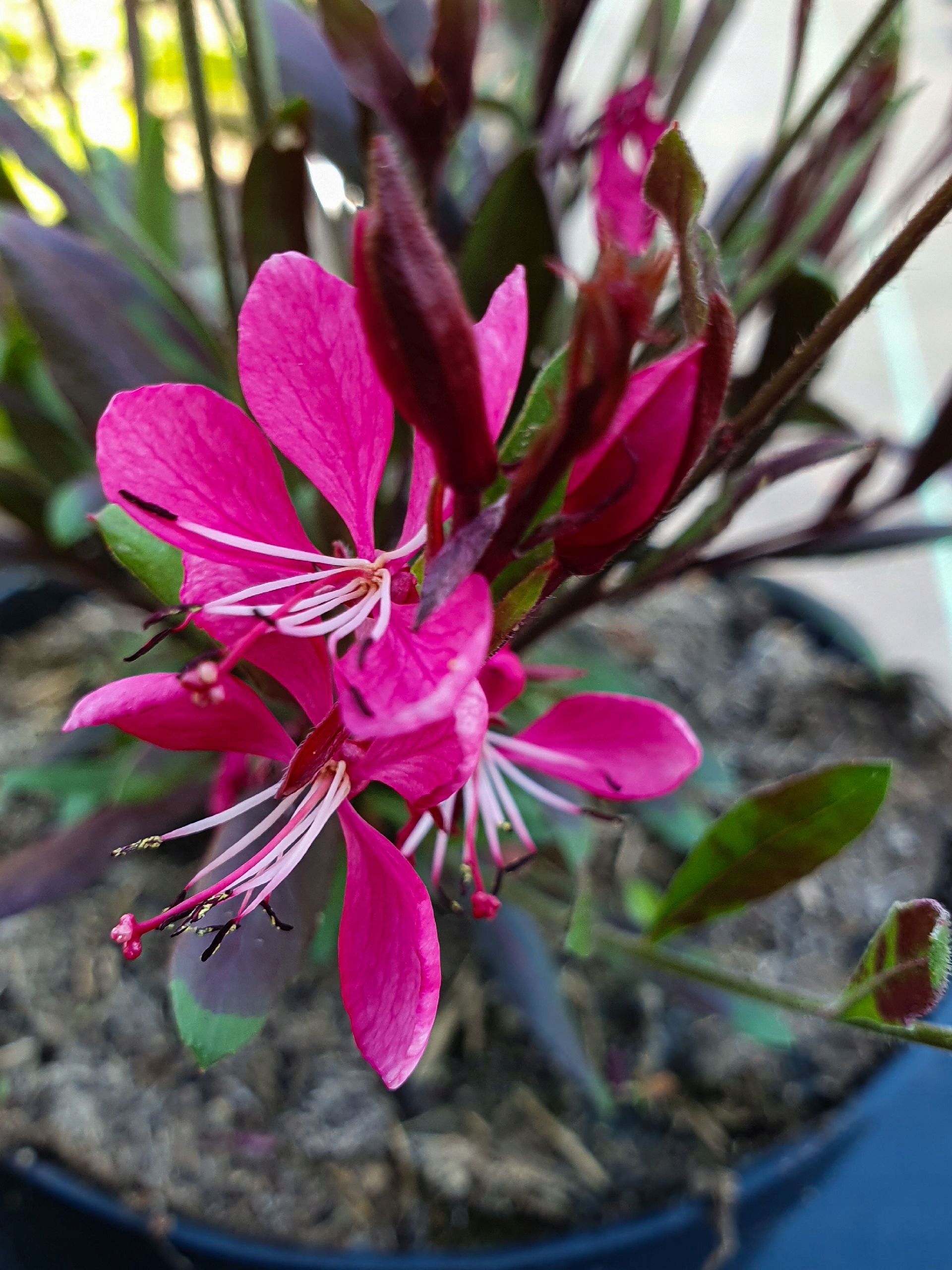 Gaura GAMBIT ROSE różowa sadzonka kwitnie całe lato • Cena, Opinie ...