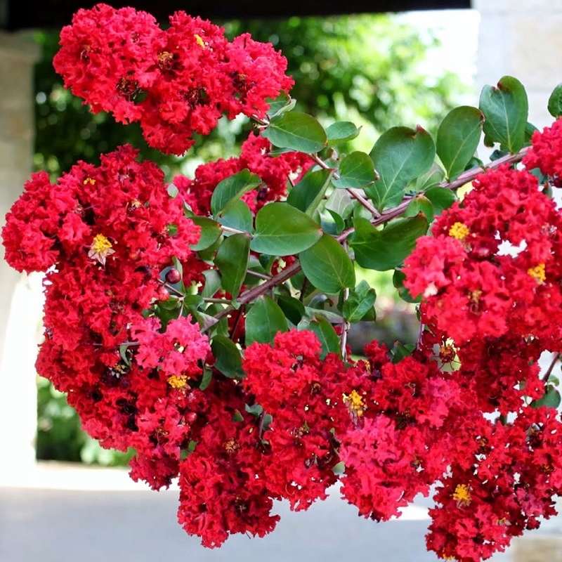 Lagerstroemia Dynamite sadzonka w pojemniku 1-2l 20-30 cm • Cena ...