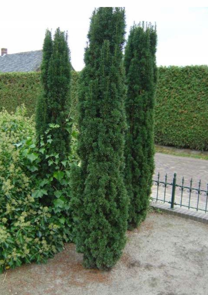 CIS FASTIGIATA TAXUS BACATA PIĘKNA WĄSKA KOLUMNA SADZONKA W DONICZCE ...