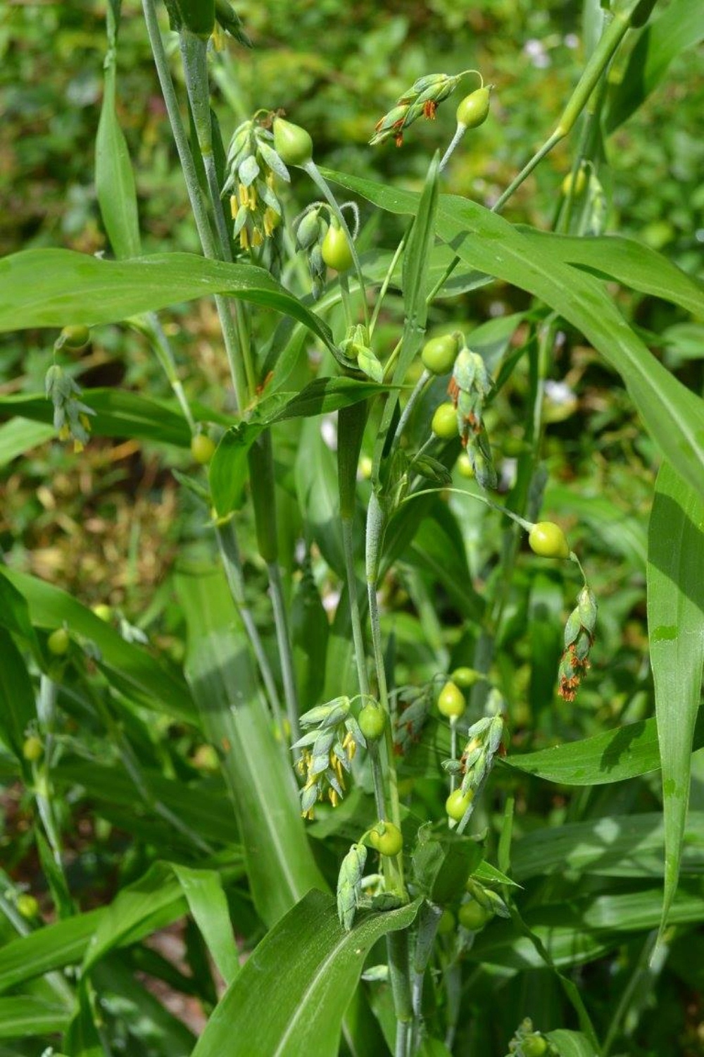 Coix Lacryma Łzy Hioba Trawa Łzawnica Ogrodowa • Cena, Opinie • Rośliny ...