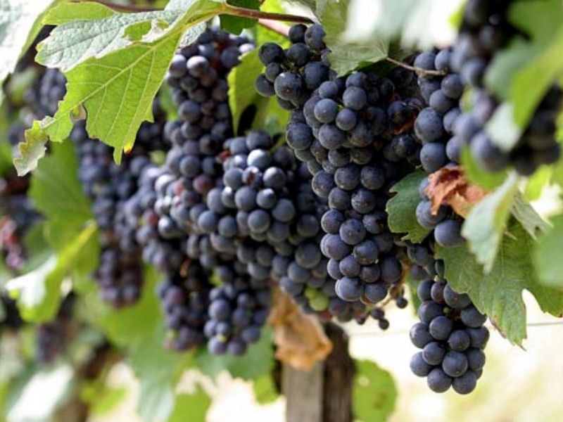 Réva vinná New York sazenice v kontejneru 1-2l, 30-35 cm, • Ceny ...