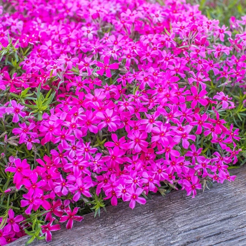 Floks szydlasty Atropurpurea różowy sadzonka w pojemniku 0,5-1l ...