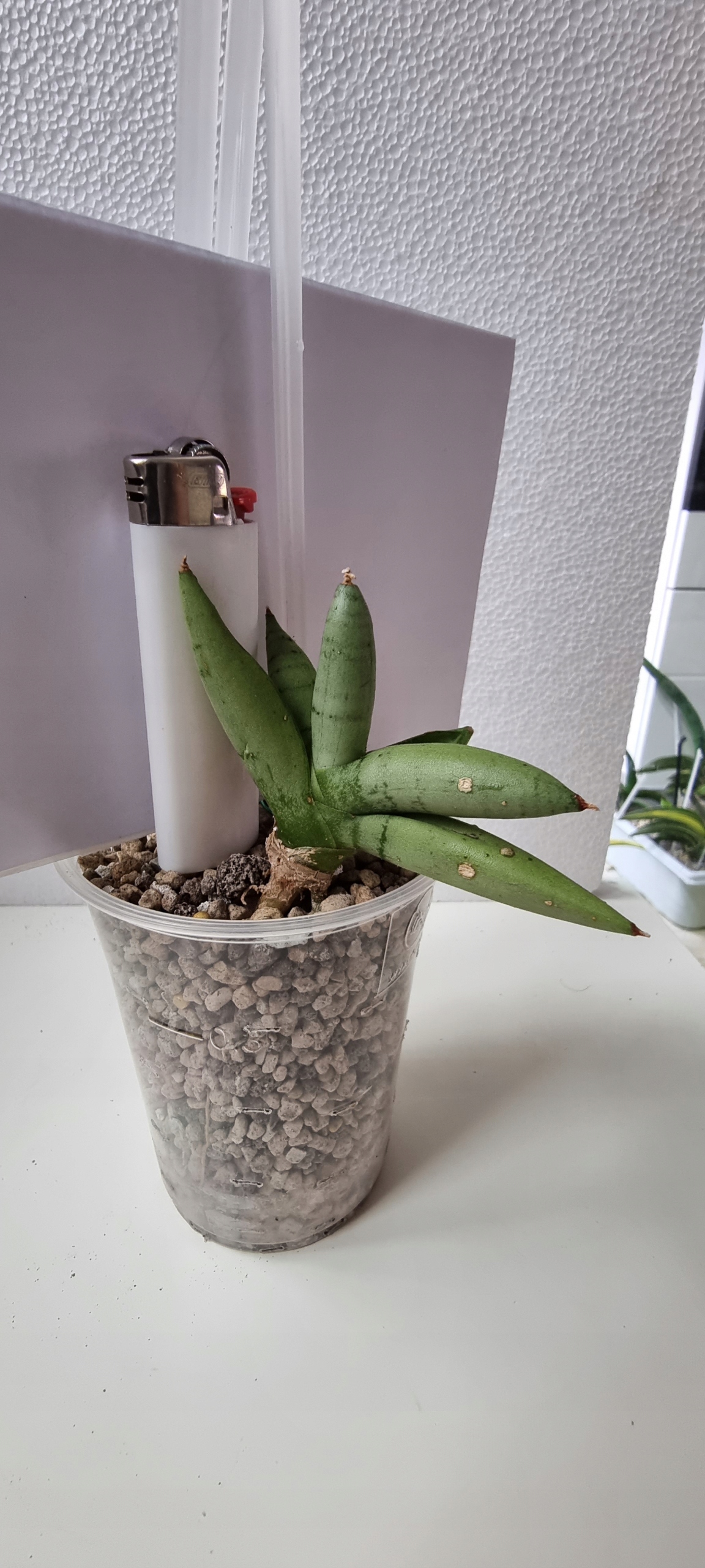 Sansewieria Sansevieria Boncel Polos KOLEKCJONERSKA (inny) • Cena ...