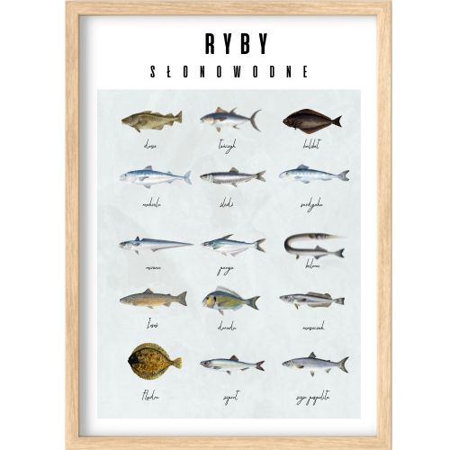 PLAKAT 30x40 GATUNKI RYB RYBY SŁONOWODNE MORSKIE WĘDKARSTWO RYBA FOTO ...