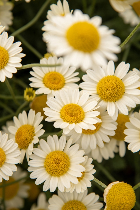 Bylina żółty sadzonka w pojemniku do 0,5l • Cena, Opinie • Byliny ...