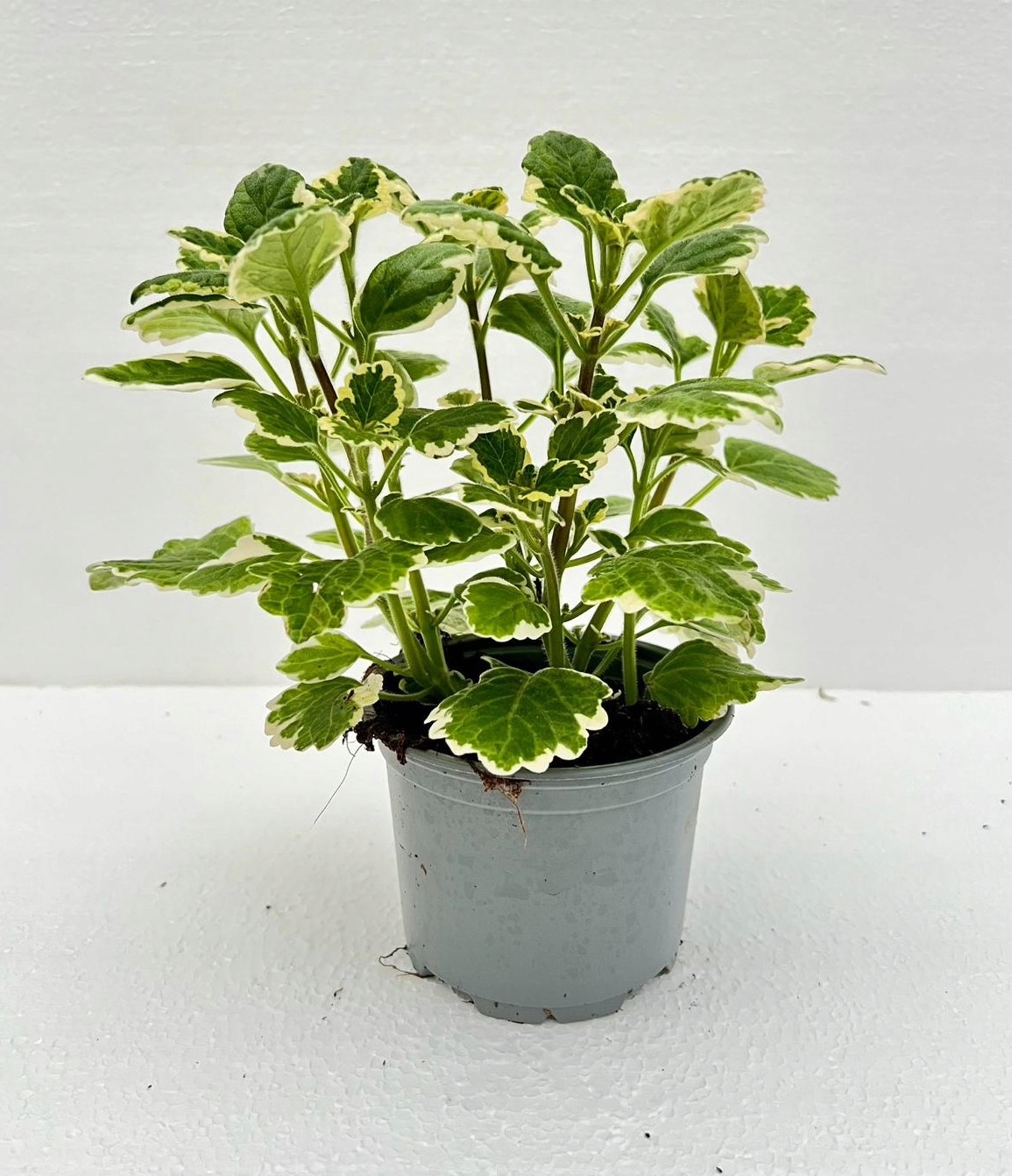 Komarzyca Plectranthus Plektrantus Sadzonka • Cena, Opinie • Rośliny ...