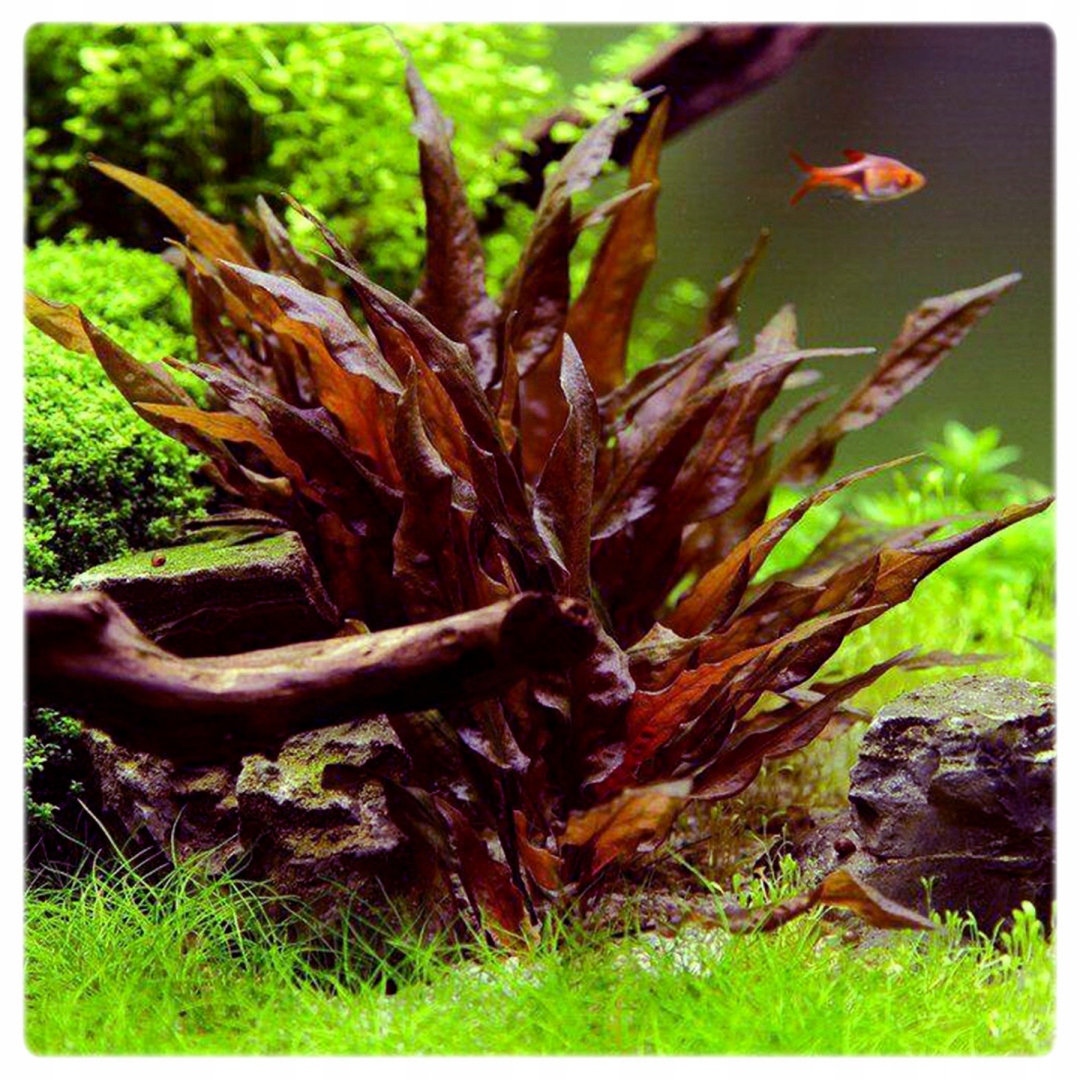 47. Cryptocoryne Undulata RED in vitro 15 listków 12440755352 - Allegro.pl