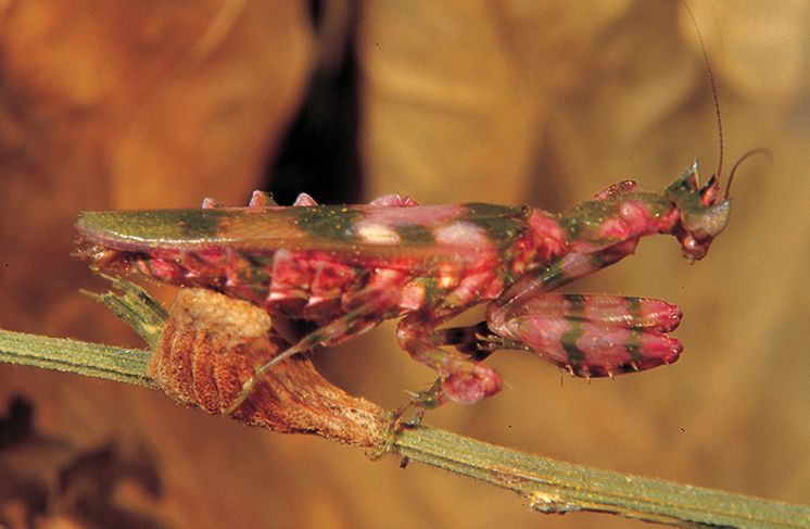 Harpagomantis tricolor WIELOBARWNA Modliszka z RPA • Cena, Opinie - Allegro