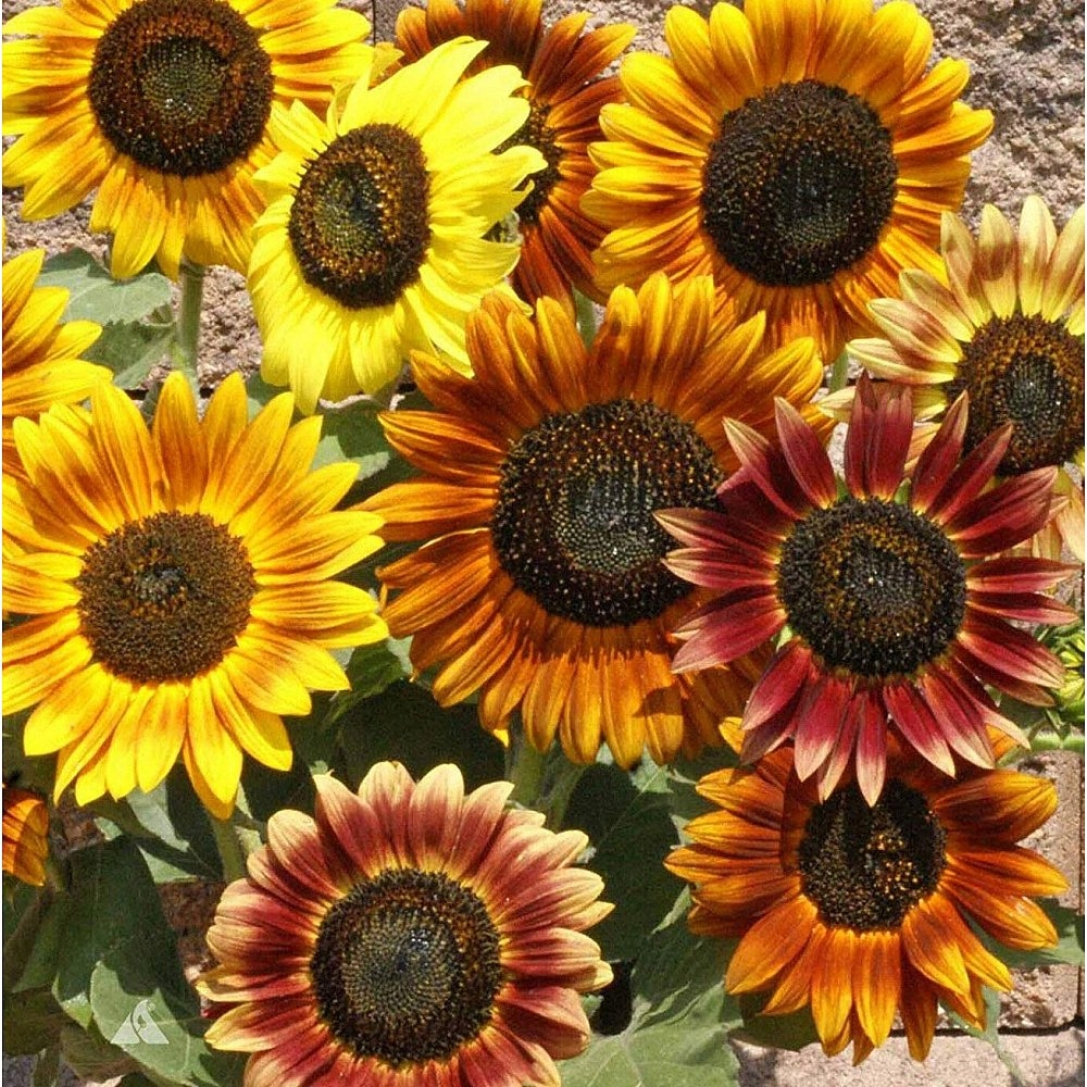 NASIONA Słonecznik ozdobny wysoki AUTUMN BEAUTY (5905505416842) • Cena ...