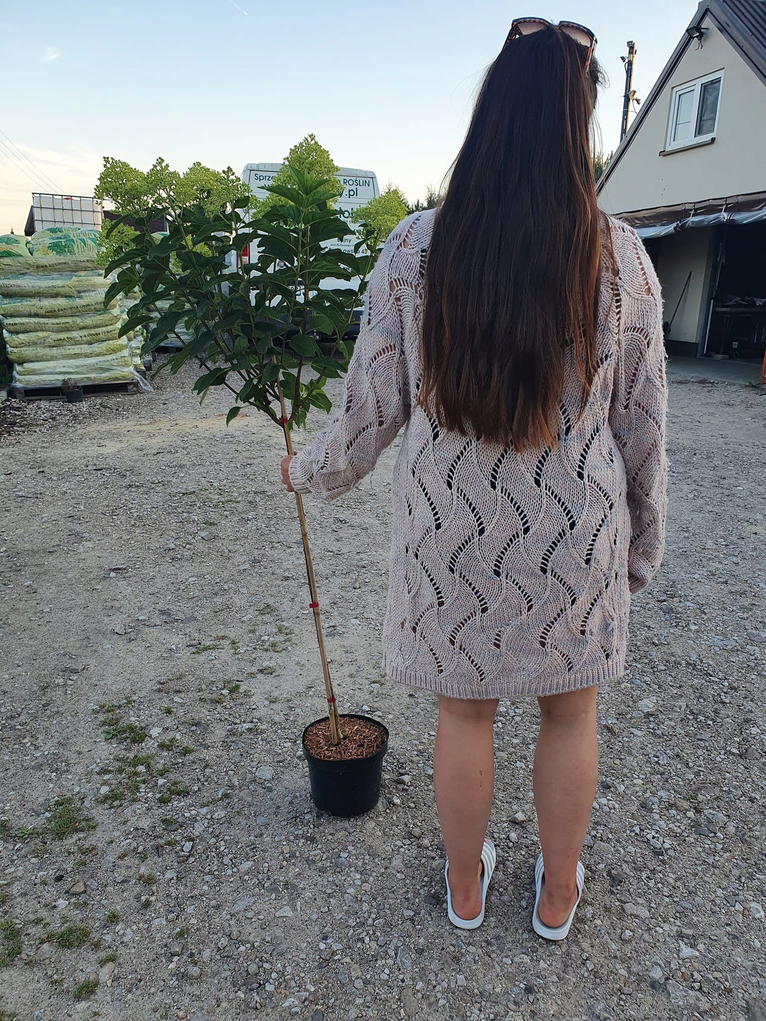 Hortensje biały sadzonka w pojemniku 3-5l 100-130 cm • Cena, Opinie ...