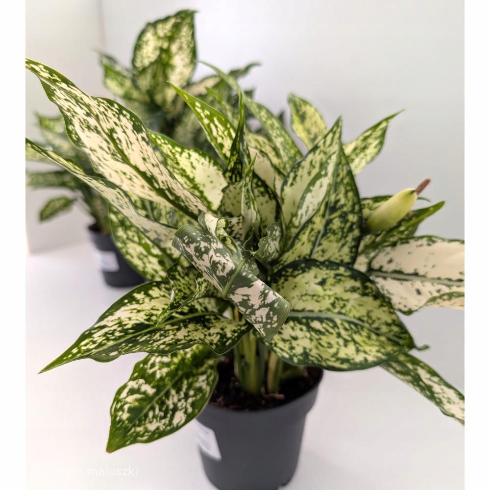 Aglaonema Snow White roz.M • Cena, Opinie • Rośliny doniczkowe ...