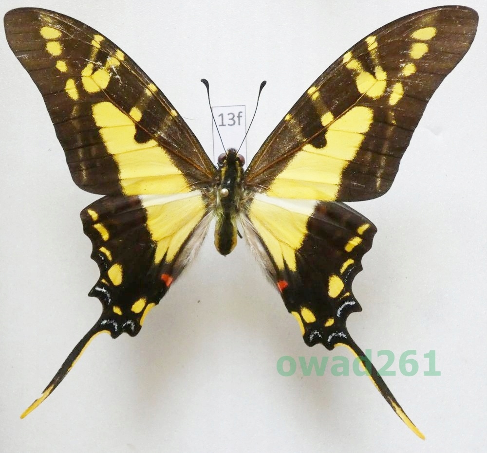 Protographium thyastes (Drury, 1782) Peru 84mm13f 16969789086 - Allegro.pl