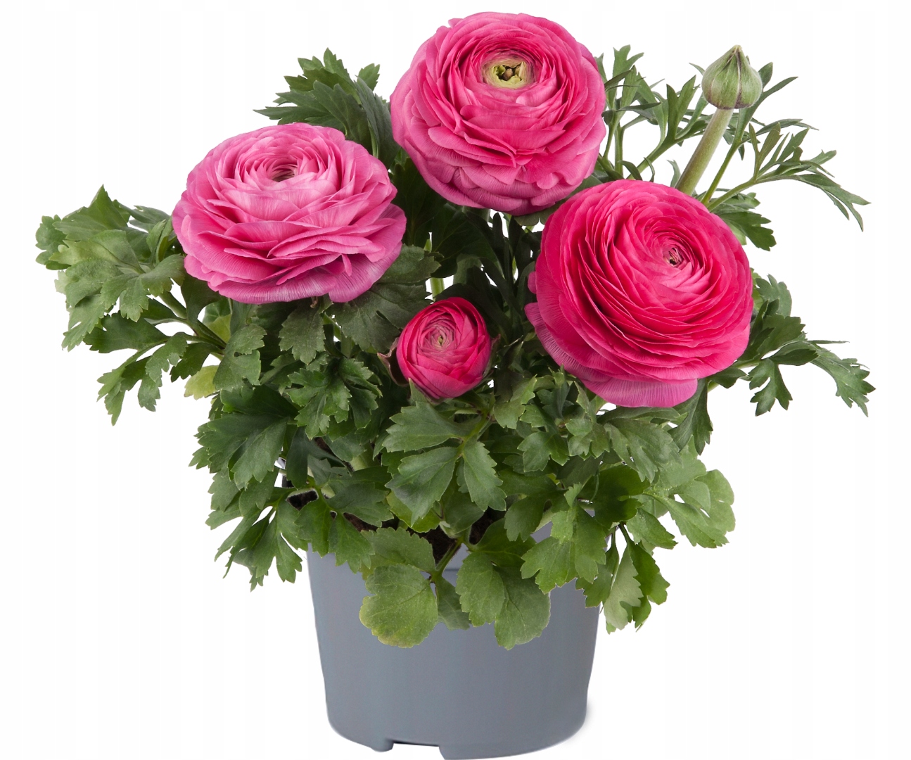 Jaskry - Rośliny jednoroczne i dwuletnie - Największy wybór sadzonek ...