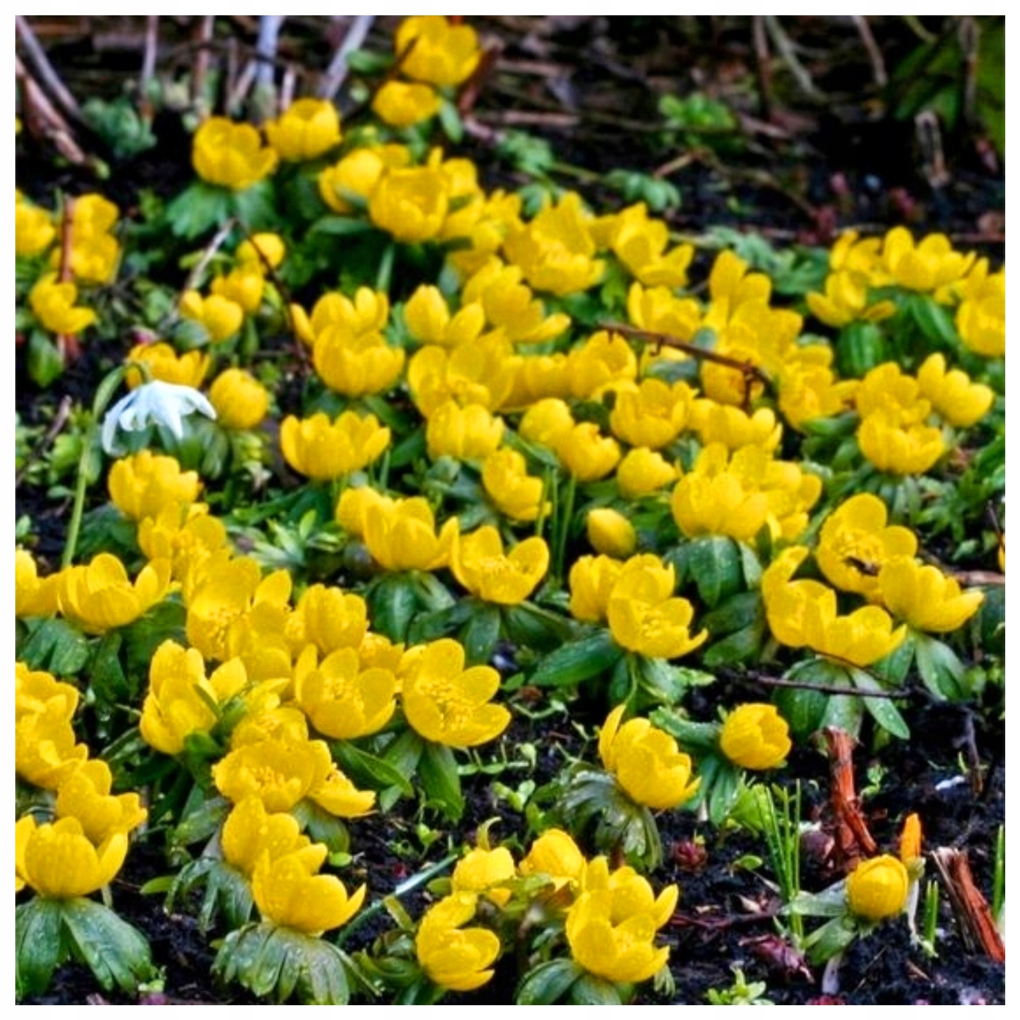 Rannik - Niska cena na Allegro