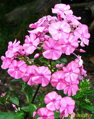 floks różowy w doniczce • Cena, Opinie • Byliny ozdobne 15216154030 ...