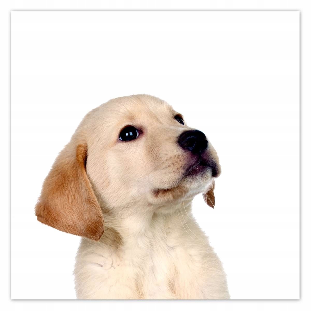 30x30-as macska matricák - Cica, cicák, kiscica, • Ár, Vélemények - Allegro