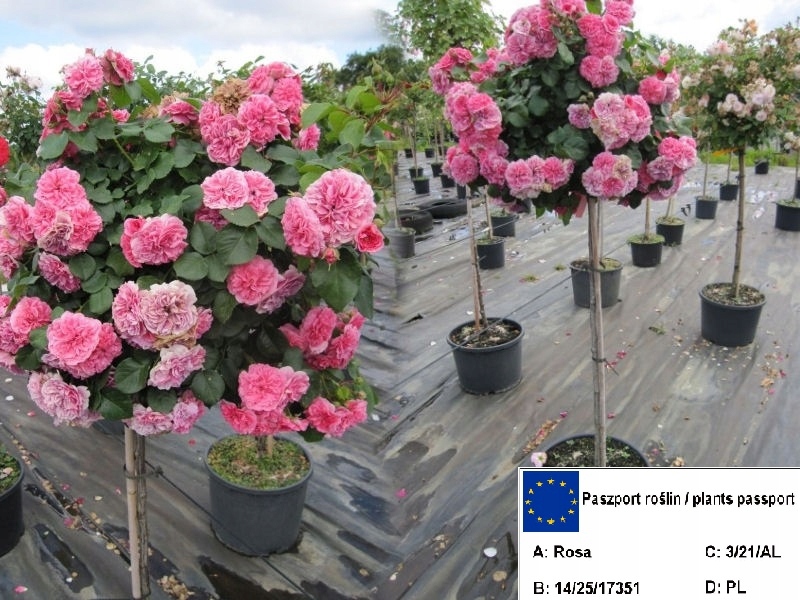 Róża 'rosa' pienna RÓŻOWA ANGIELSKA I gat. 2 oczka • Cena, Opinie ...