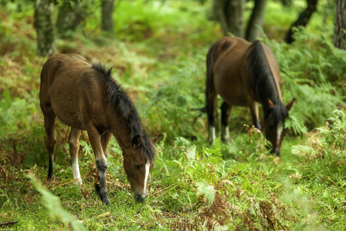 Plagát 45x30cm Divoké kone, Assaf Frank za 11,71 € - Allegro