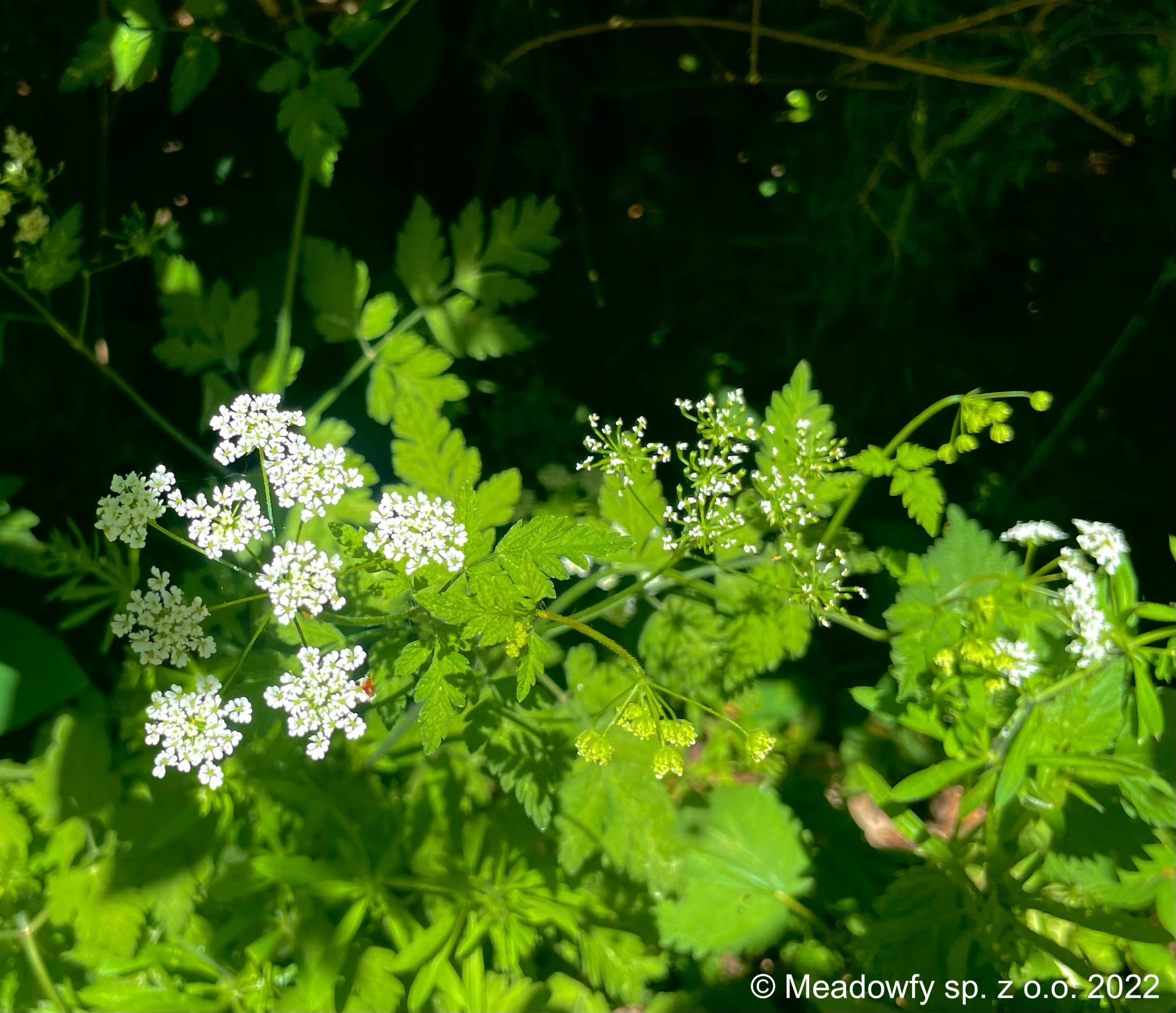 Trybula Leśna - Niska cena na Allegro.pl