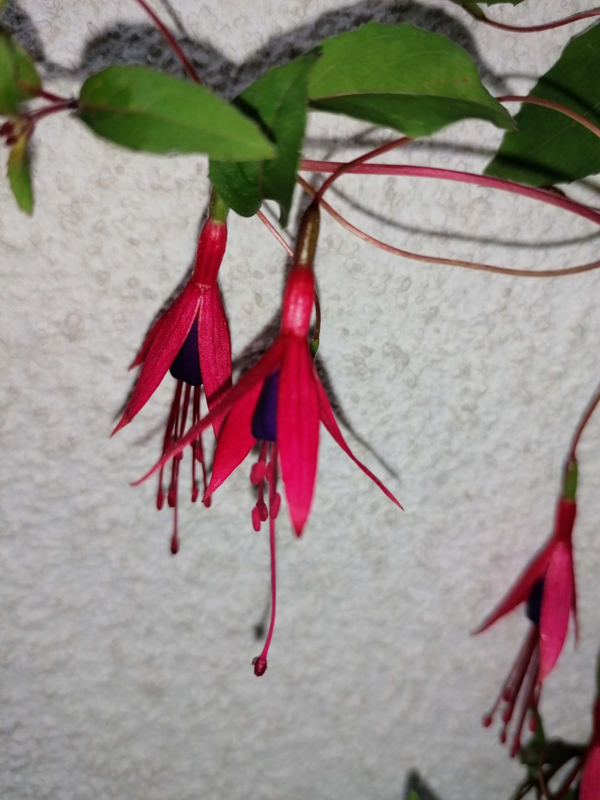 Sadzonki Fuksja Magellańska - Niska cena na Allegro.pl