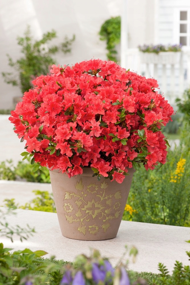 Różaneczniki i azalie sadzonka w pojemniku 2-3l 20-40 cm • Cena, Opinie ...