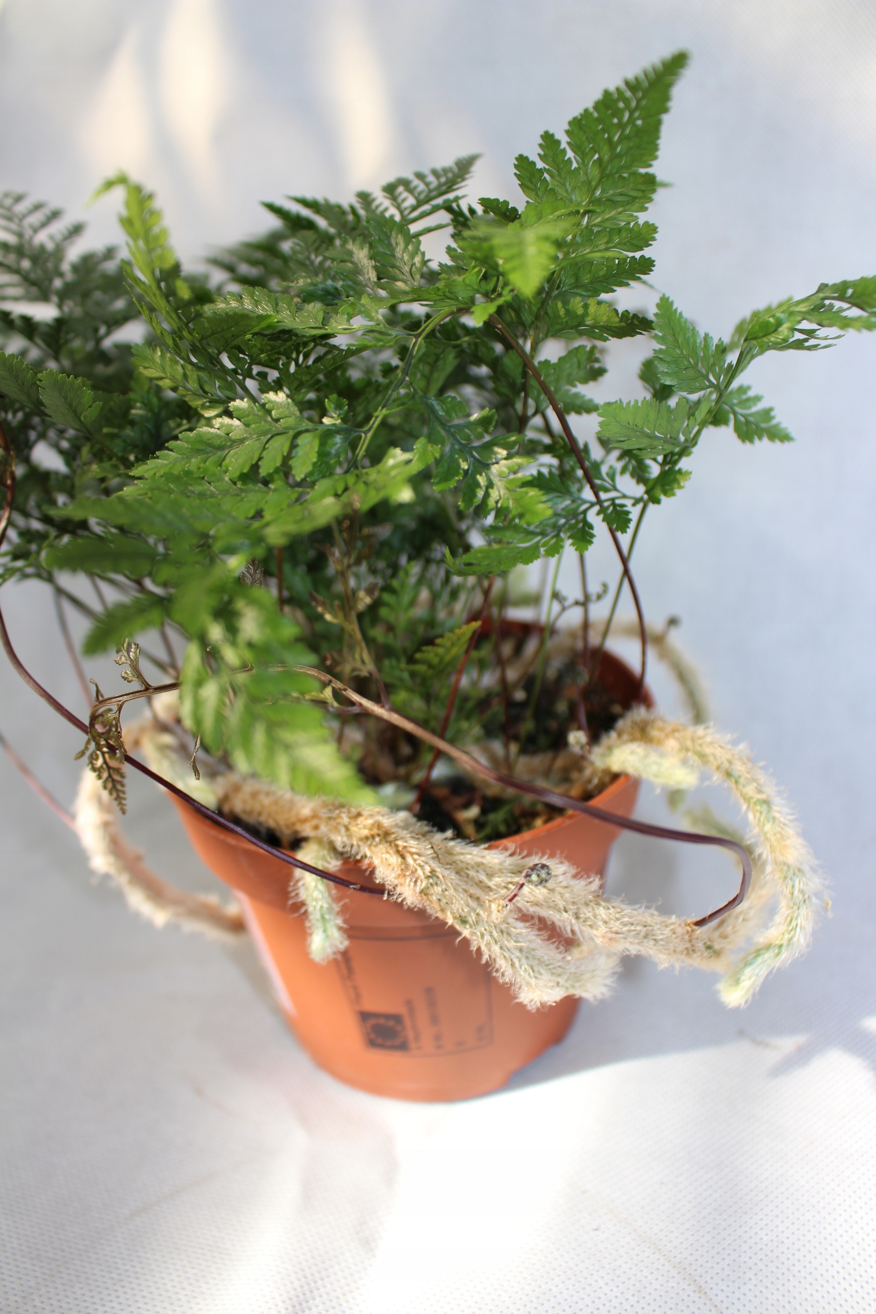 HUMATA teyermanii Dawalia NOGI PAJĄKA sadzonka w pojemniku 0,5-1l ...